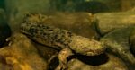 20 Animals That Live Under Rocks - A-Z Animals