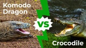 Megalania Vs Komodo Dragon: How The Ancient Lizard Compares To Today's ...