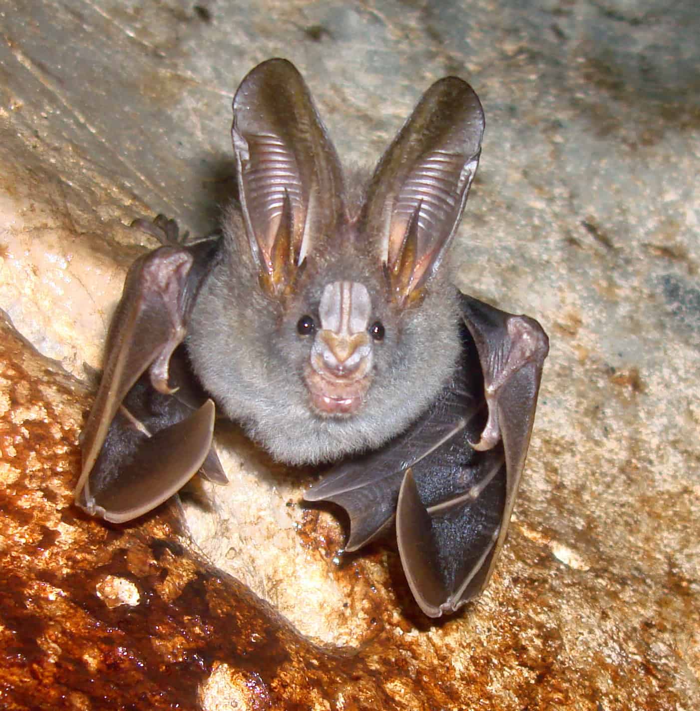 Discover the Cutest Bats: A Look at Nature's Adorable Flying Mammals ...