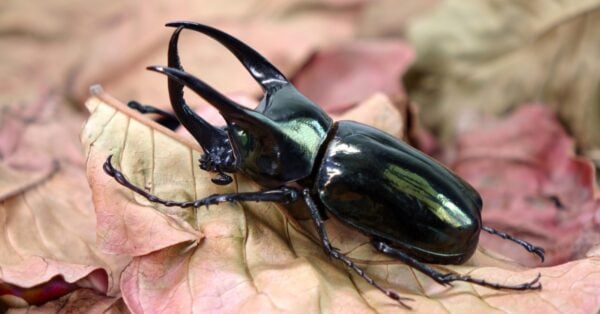 Nature’s Living Gems: 9 Strikingly Colorful Beetles - A-Z Animals