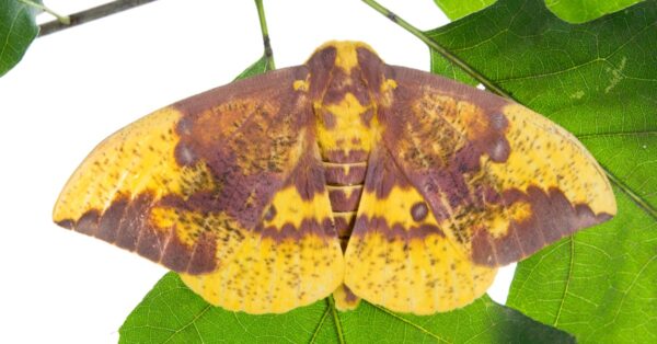 The 15 Most Common Moths You'll Find in Texas - A-Z Animals