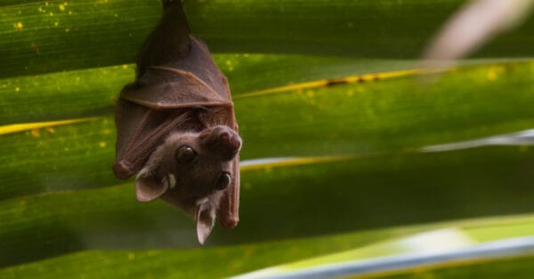 Bat Animal Facts - Chiroptera - A-Z Animals