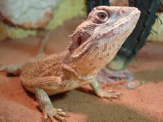 Meet the Giants: The Largest Bearded Dragon Species and Their Unique ...