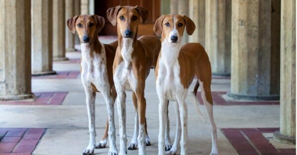 The 30 Most Unusual and Uncommon Dog Breeds - A-Z Animals