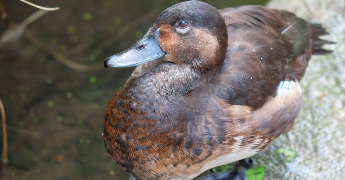 Discover 10 Rare Types of Birds - A-Z Animals