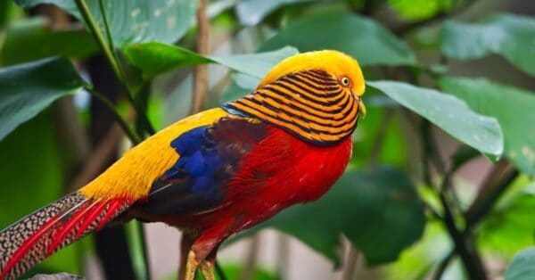 15 Common Types of Yellow Birds With Pictures - A-Z Animals