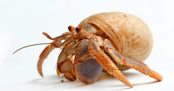Sand Crab Animal Facts - Hippidae - A-Z Animals
