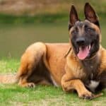 Belgian Malinois - The Perfect Guard Dog? - A-Z Animals Slideshows