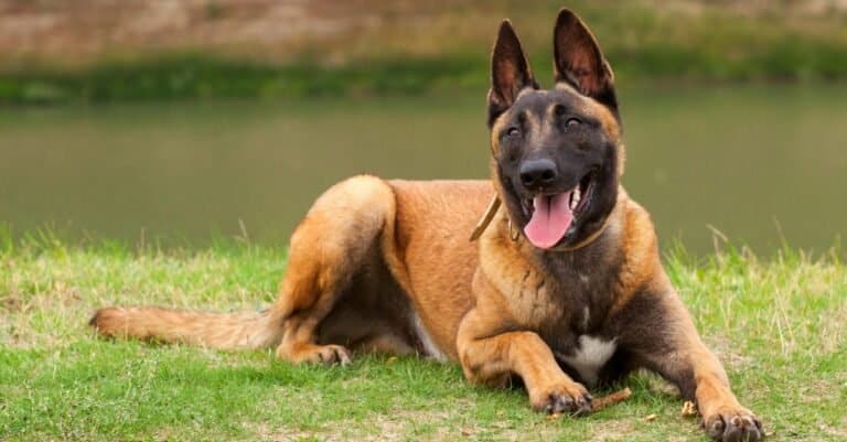 Belgian Malinois - The Perfect Guard Dog? - A-Z Animals Slideshows