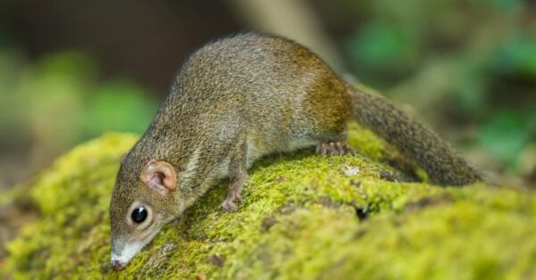 Exploring the Diversity of Mammals: A Look at 6,495 Recognized Species ...