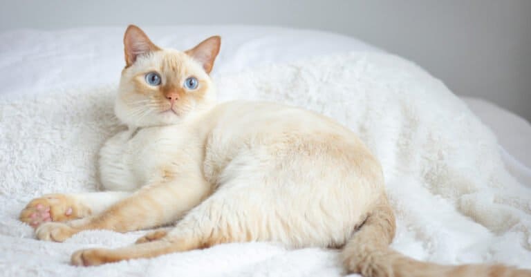 10 Reasons Your Cat Is Wagging Its Tail While Lying Down - A-Z Animals
