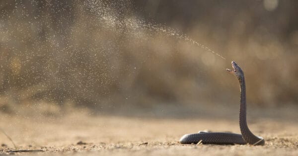 SPOOKY! Discover the 10 Scariest Snakes in the World! - A-Z Animals