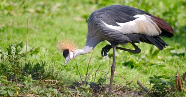 Meet the Birds That Stand on One Leg: A Closer Look at Six Species - A ...
