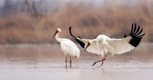 Wildlife in Russia - Types of Russian Animals - A-Z Animals