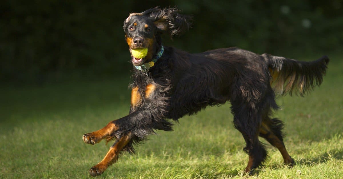 Types of Setter Dogs - A-Z Animals