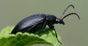 From Dung Rollers to Fireflies: 10 Fascinating Black Beetles - A-Z Animals