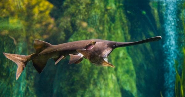 Why the Mississippi River is Only the Second Longest River in the ...
