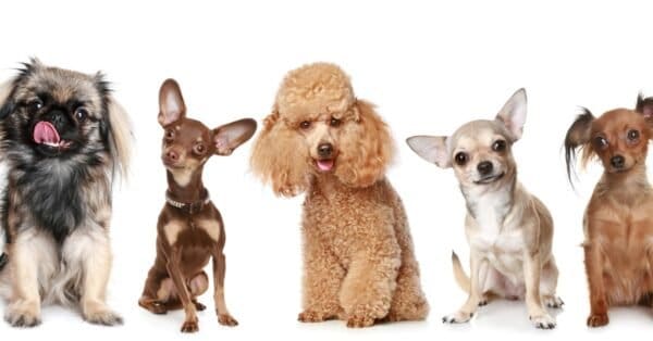 Types of Toy Dog Breeds - A-Z Animals