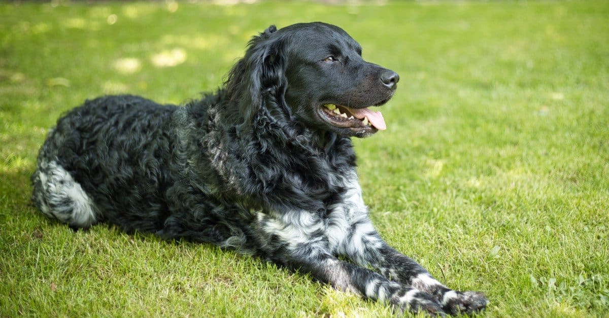 Discover 10 Types of Water Dog Breeds - A-Z Animals