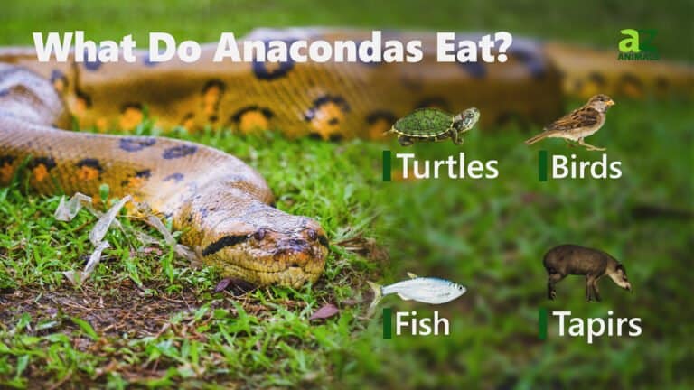 Anaconda Animal Facts - Eunectes - A-Z Animals