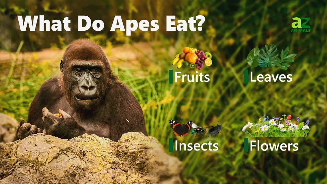 What Do Apes Eat? 9 Top Foods in Their Diet - A-Z Animals