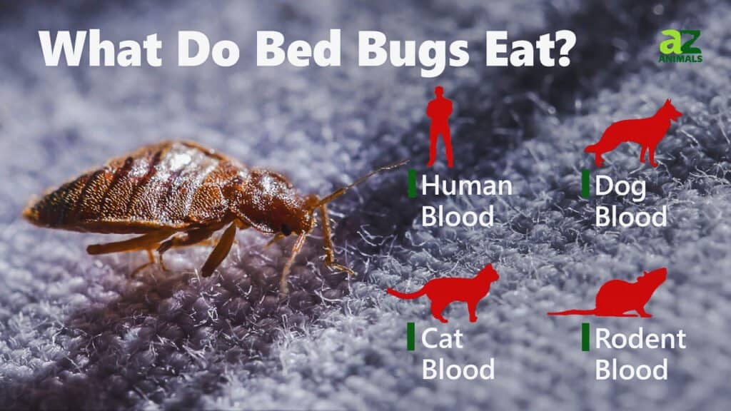 What Do Bed Bugs Eat A Z Animals What Do Bed Bugs Eat A Z Animals