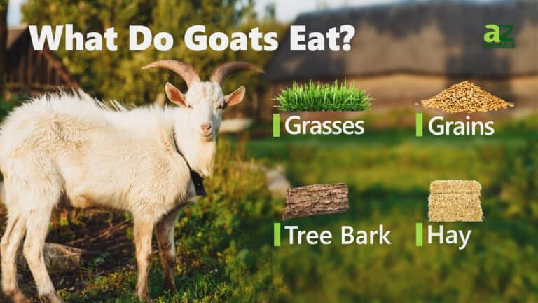 Goat Poop: Everything You've Ever Wanted to Know - A-Z Animals