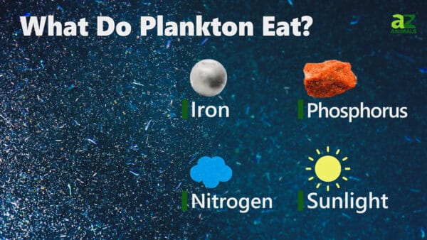 What Do Plankton Eat? Their Diet Explained - A-Z Animals