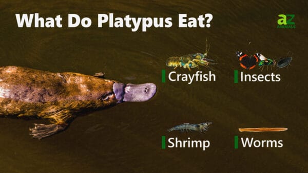 Platypus Animal Facts - Ornithorhynchus anatinus - A-Z Animals