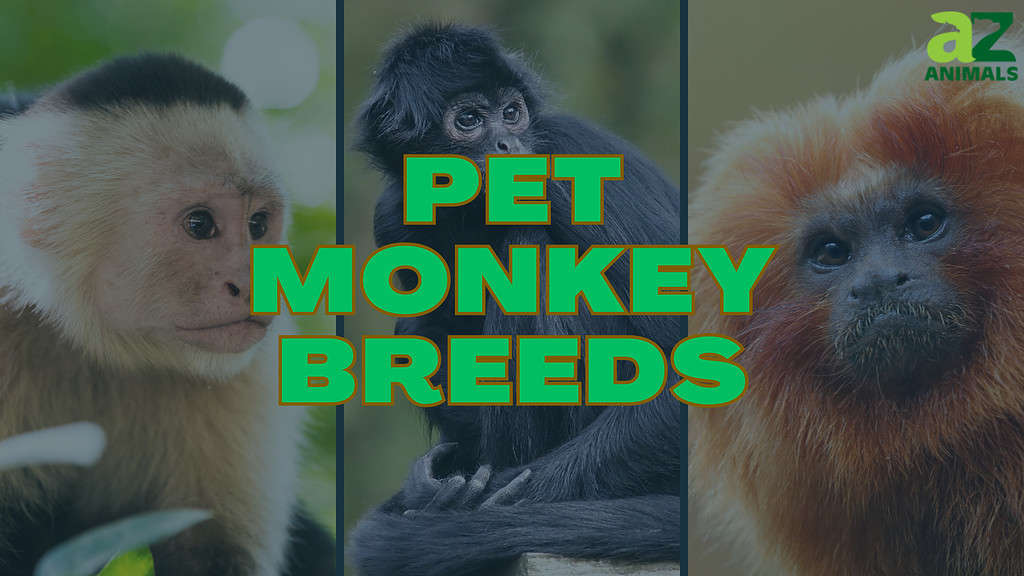 9 Monkey Breeds That People Keep as Pets... But Is It Safe and Ethical ...