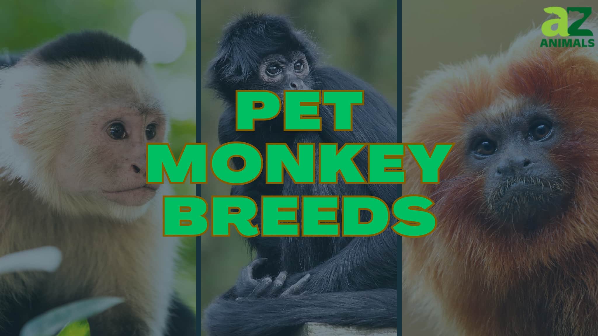 9 Monkey Breeds That People Keep as Pets... But Is It Safe and Ethical ...