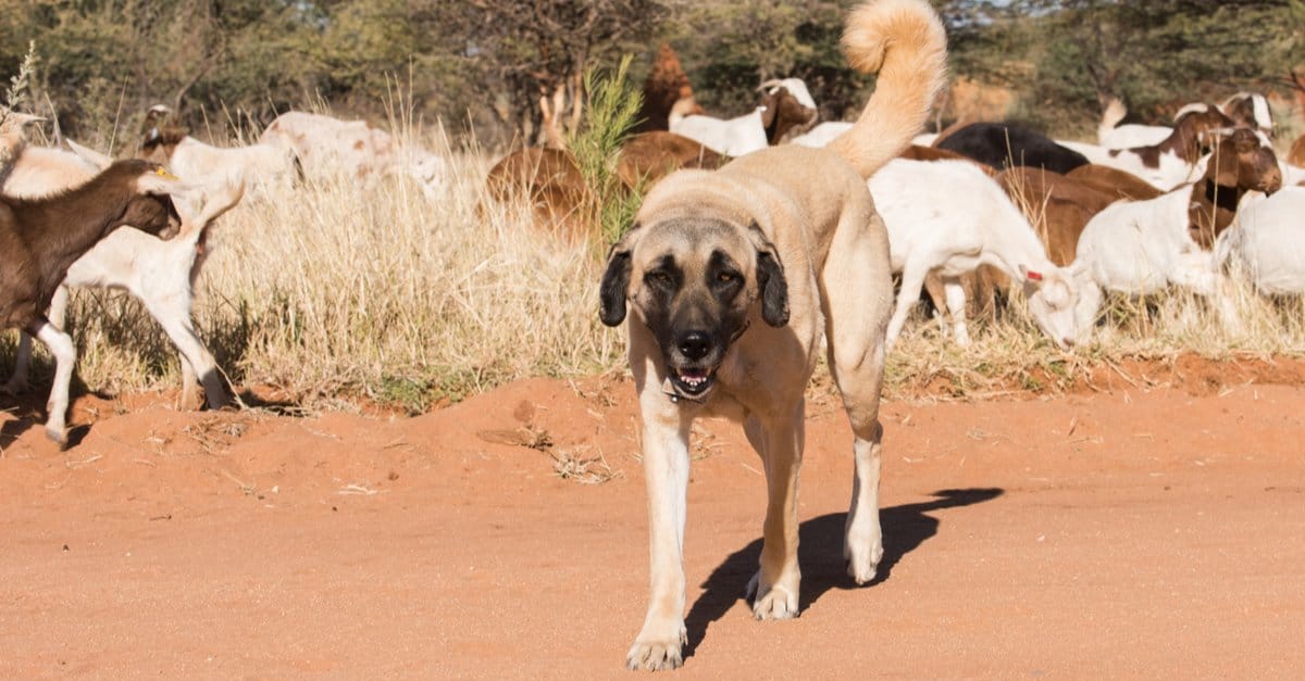 Types of Farm Dog Breeds — You’ll Love These Ranch Dogs! - IMP WORLD