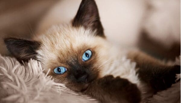 Balinese Animal Facts - Felis catus - A-Z Animals