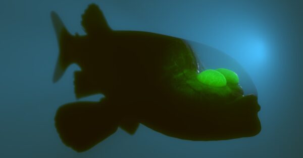 Terrifying Deep Sea Creatures You've Probably Never Seen - A-Z Animals Slideshows