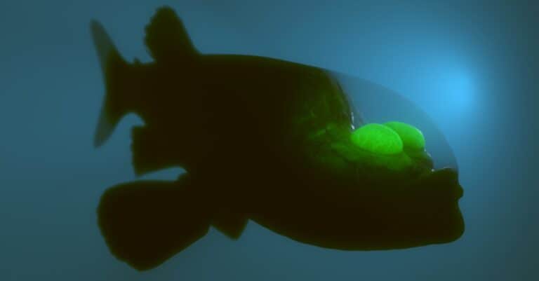 Stargazer Fish Facts - Uranoscopus scaber - A-Z Animals