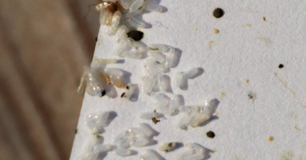 Baby Bed Bugs: Are They Visible to Humans? - A-Z Animals