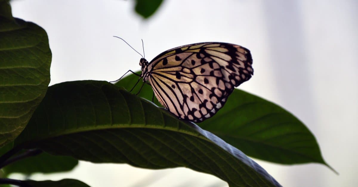Discover 10 Types of Butterfly - A-Z Animals