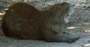 Capybara Teeth: Everything You Need to Know - A-Z Animals