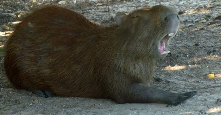 Capybara vs Wombat: 5 Key Differences - A-Z Animals