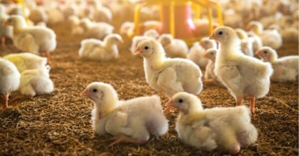 Cornish Chicken: Origin, Characteristics, Price, and More! - A-Z Animals