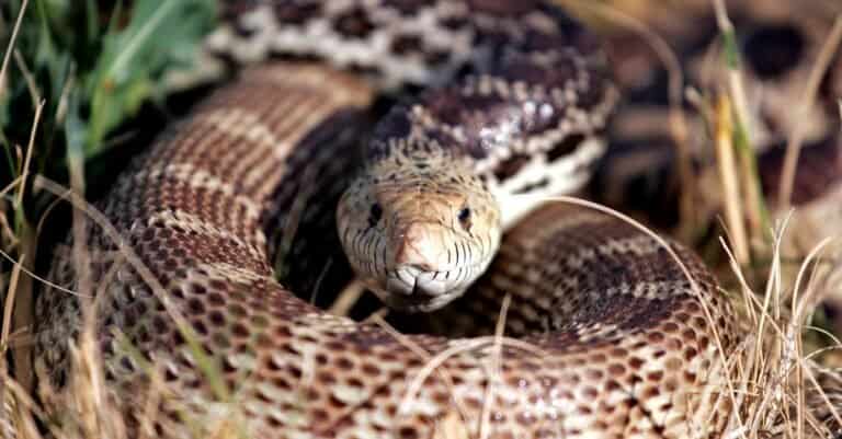 7 Snakes Found in Minnesota (2 are Venomous!) - A-Z Animals