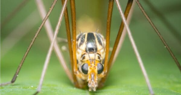 What Do Crane Flies (Mosquito Hawks) Eat? - A-Z Animals