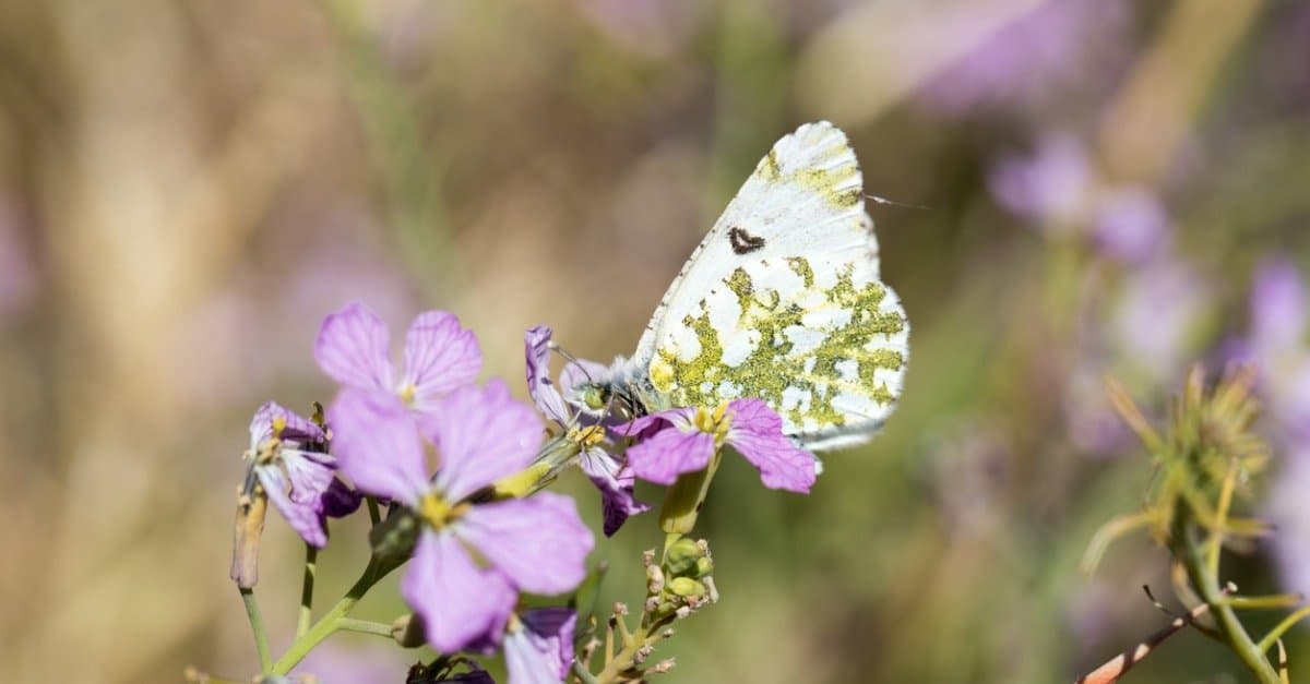 Discover 10 Types of Butterfly - A-Z Animals