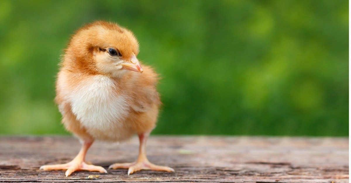 What’s a Baby Chicken Called + 5 More Amazing Facts! - A-Z Animals