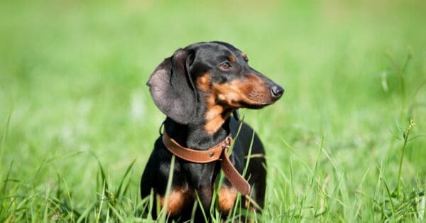 How Long Small Dogs Live (Most Popular Types) - A-Z Animals