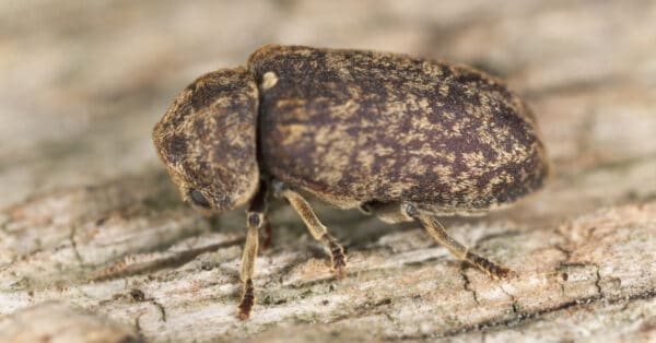 House Beetles Identification: The Most Common Types of Beetles in Your ...