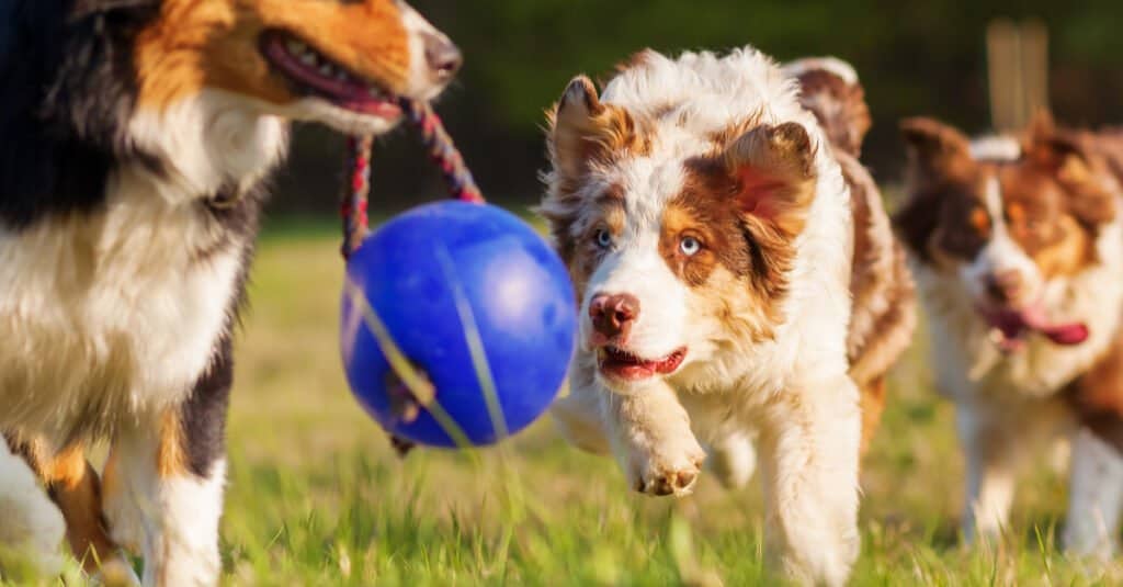 The 4 Best Herding Balls for Dogs: Reviewed - A-Z Animals