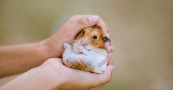 Hamster Poop: Everything You've Ever Wanted to Know - A-Z Animals