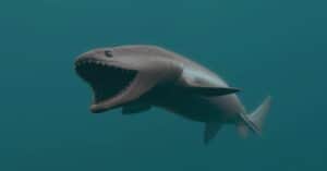 Frilled Shark Animal Facts - Chlamydoselachus anguineus - A-Z Animals
