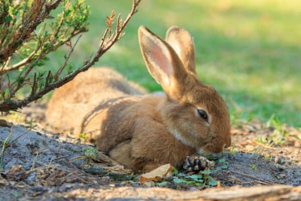 Do Rabbits Hibernate? - A-Z Animals